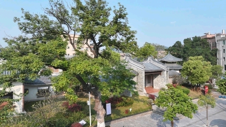 传承乡愁优化环境！厚街首个古树公园亮相