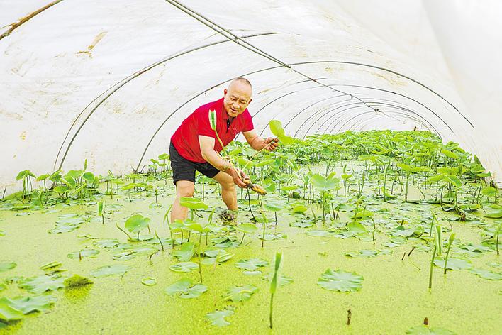 沔城早藕 抢“鲜”上市