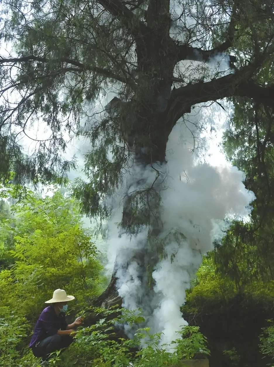 全球仅存1棵！1978年，专家培育出20棵小苗全死了