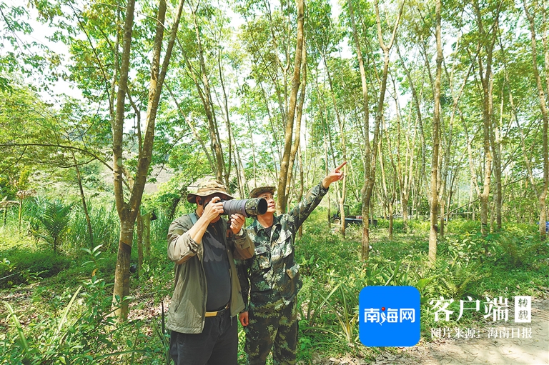 海南周刊｜番加省级自然保护区培养“观鸟导赏员” 开发观鸟旅游