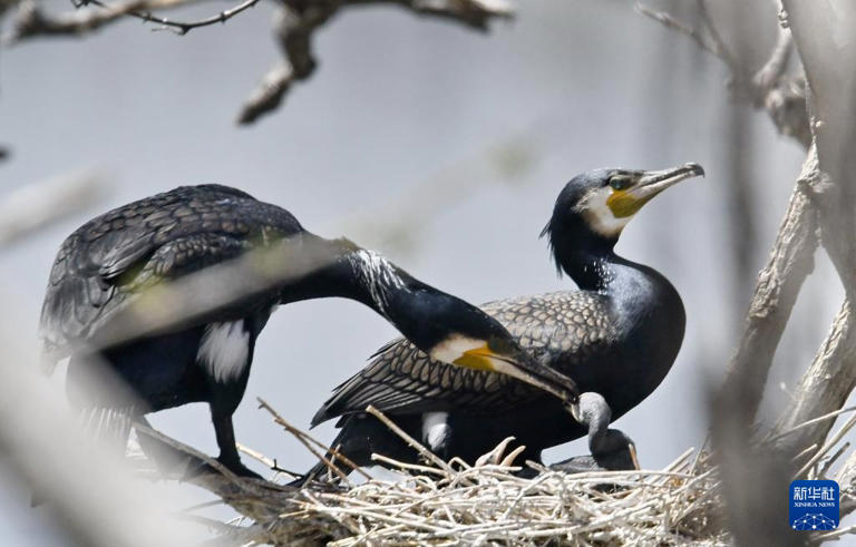 北京密云水库：鸟岛迎来出生潮