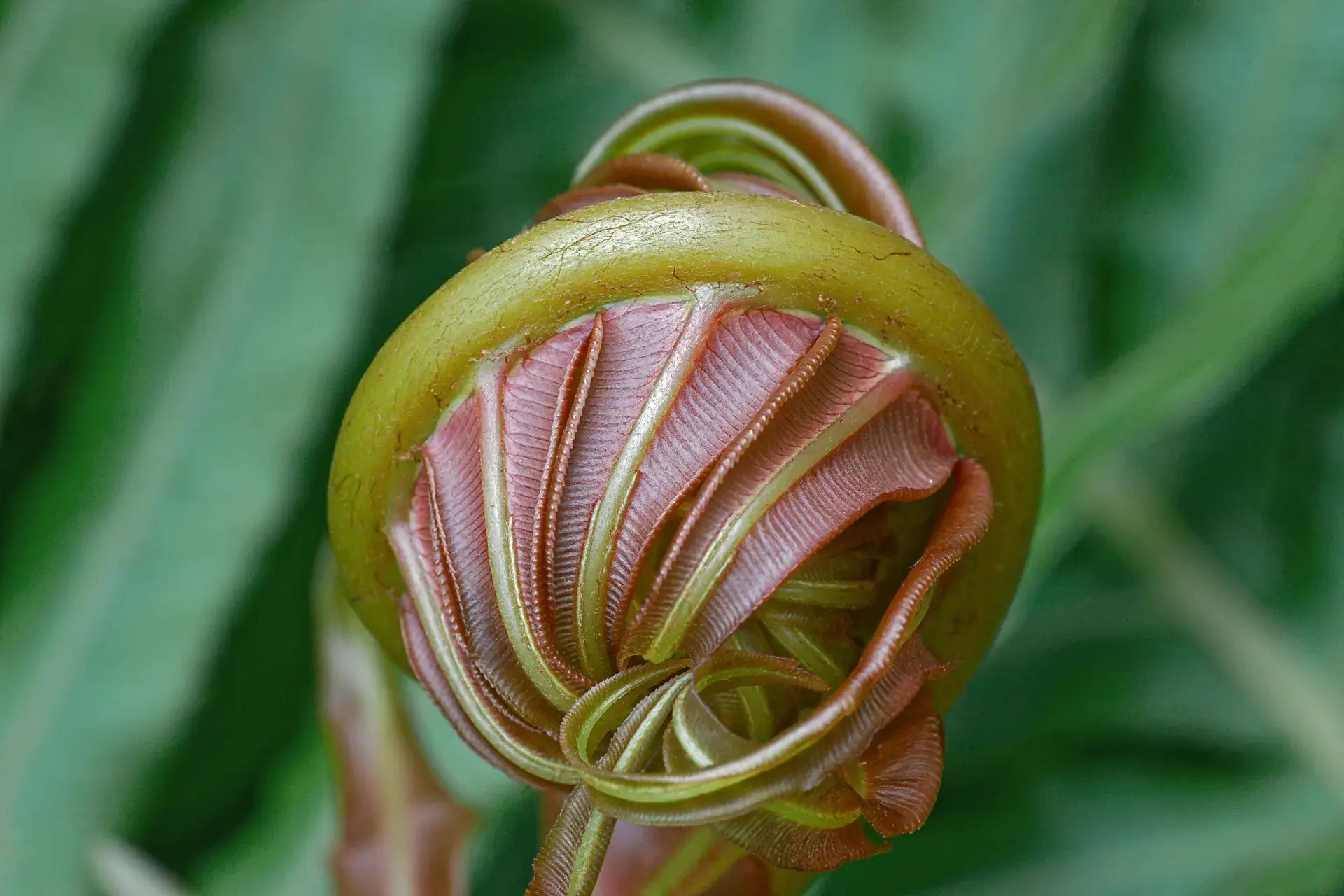 返祖？蕨类植物可能有能力“向后进化”到更原始的形态