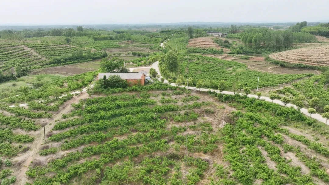 槐店乡：“桃”出新路子 助农甜蜜丰收