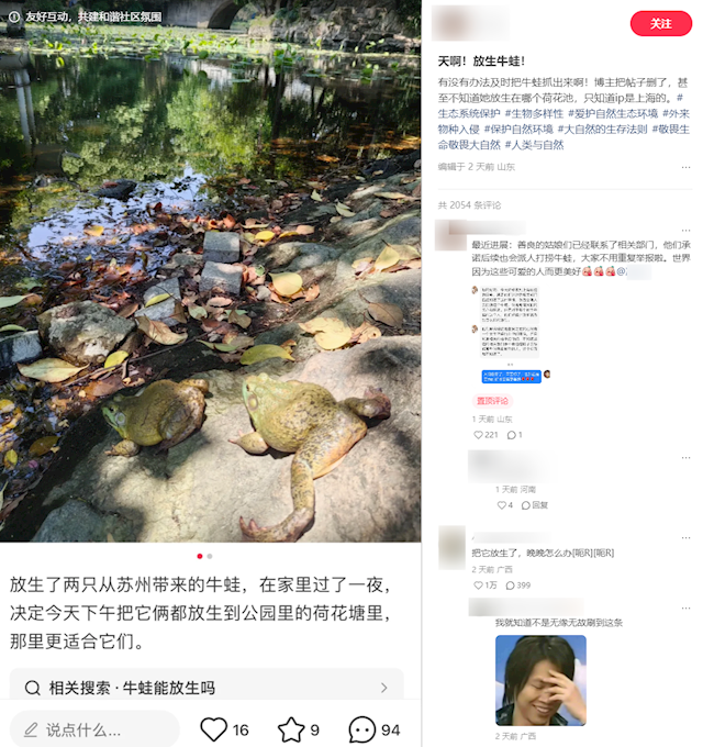 女子自曝在上海公园放生外来物种美国牛蛙 官方：很难捕捞
