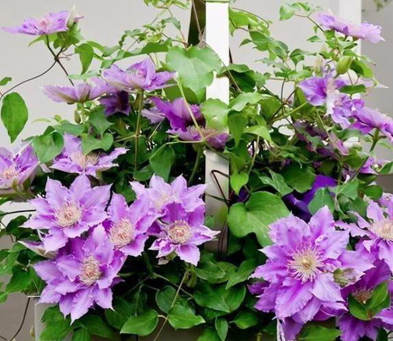 院子空着别浪费，种2种花年年开满墙，邻居都来求经验