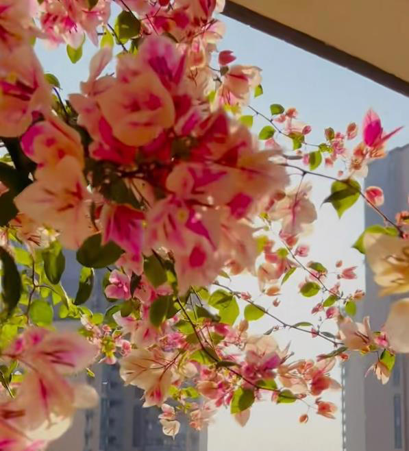 广东一女子用时9年，养出三角梅“梦中情株”，网友：一株封神