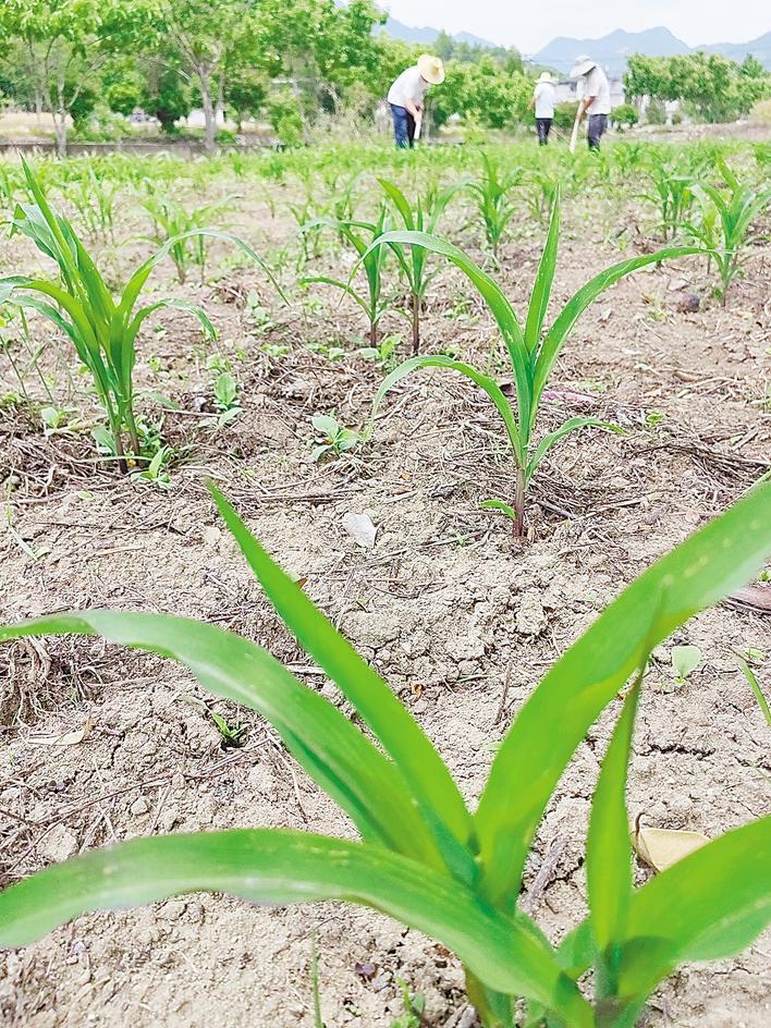 140亩抛荒地变身“绿色银行”