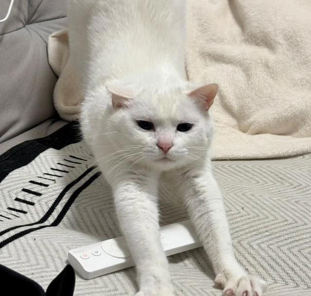 猫咪甩尾巴是开心还是生气？15种动作揭秘，你猜对几种？