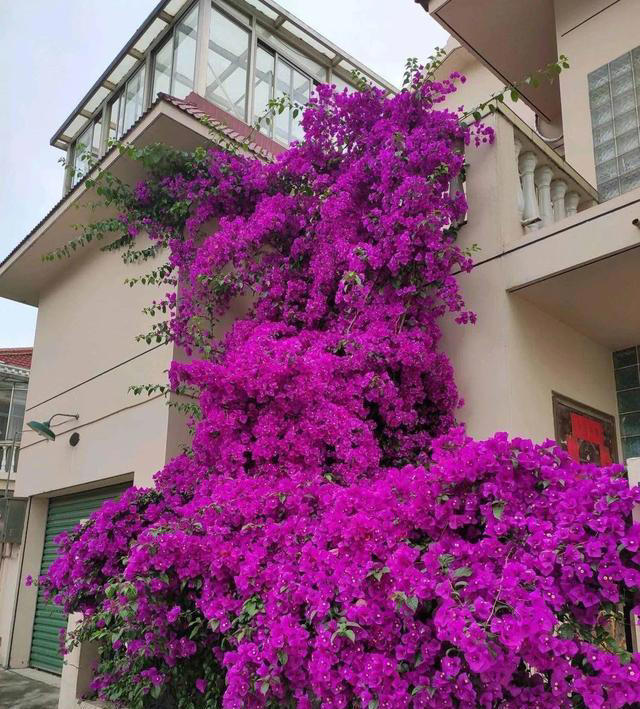 热天养三角梅，最怕“4件事”，规避后开成大花树，否则难开花