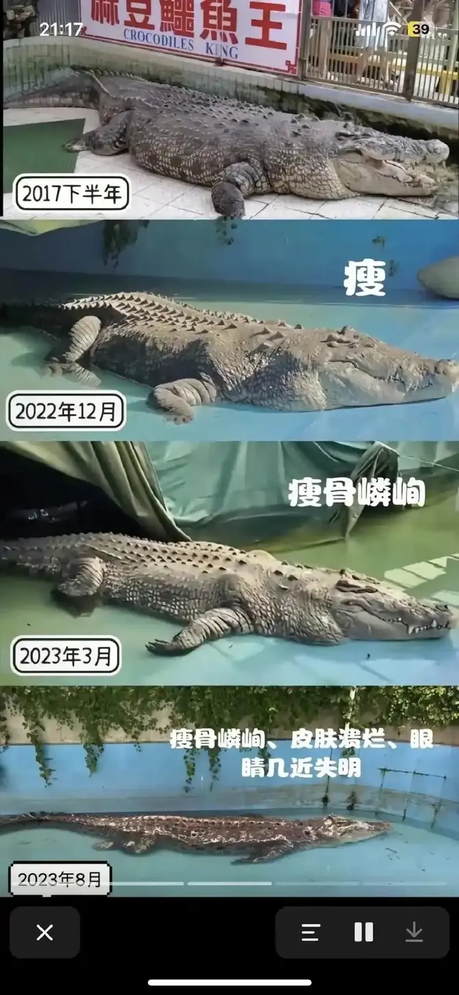 西游记中的老鳖，曾经长江流域的水中精灵，要消失于美丽的世界
