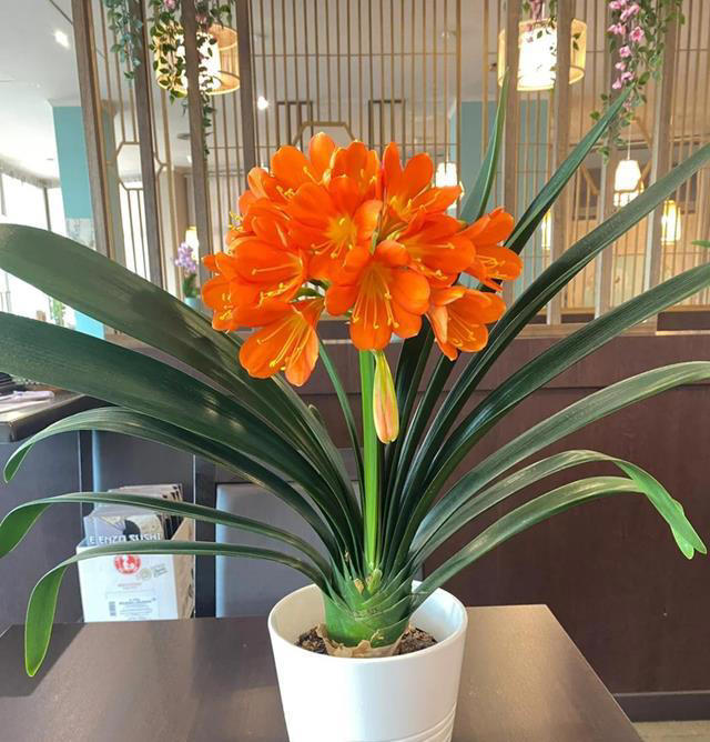 漂亮的花“栽在小花盆别墅里”