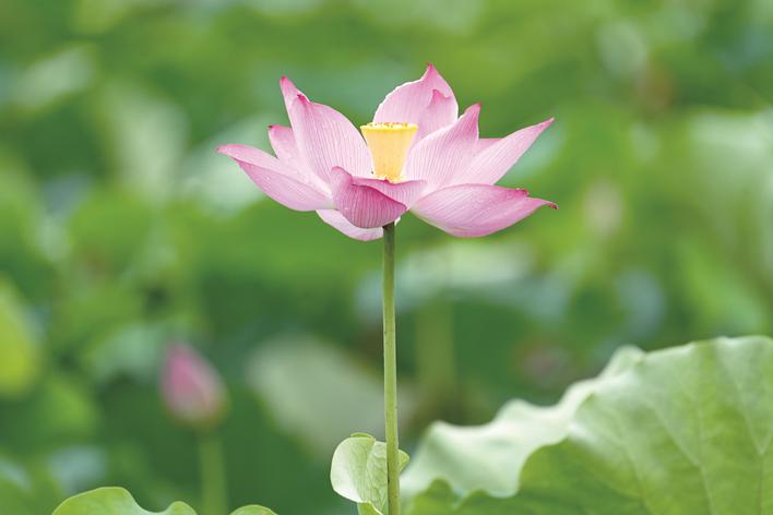 夏日“顶流”期待“荷”你邂逅