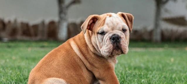 狗狗翻垃圾脾气大？你再不改这毛病，迟早成大患