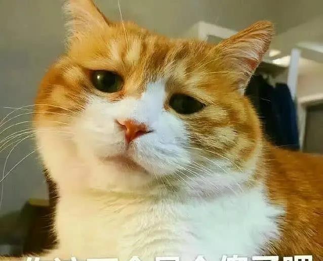 两猫齐刷刷卡柜子，消防员憋笑救猫，铲屎官哭笑不得