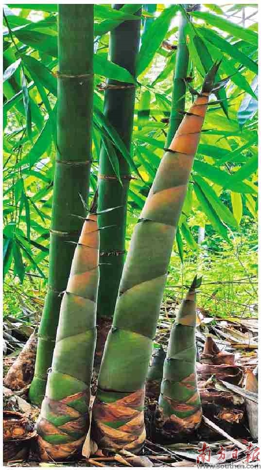 龙山镇土特产 撬动发展活力