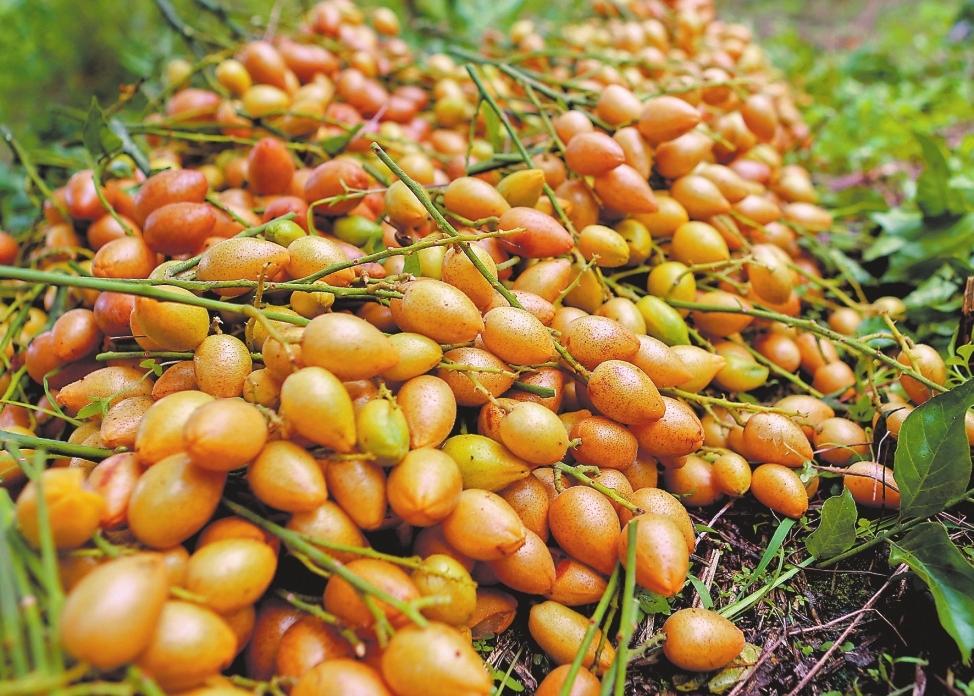 龙茗镇：黄皮满枝头 致富好“丰”景