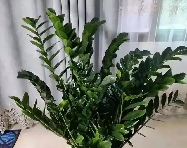 养金钱树，经常喂3种零食，叶片会反光，一次冒20个芽