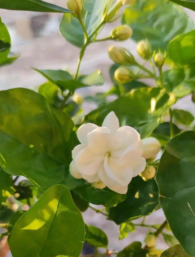 养茉莉花除了要多晒，还需注意2点，开花多的数不清