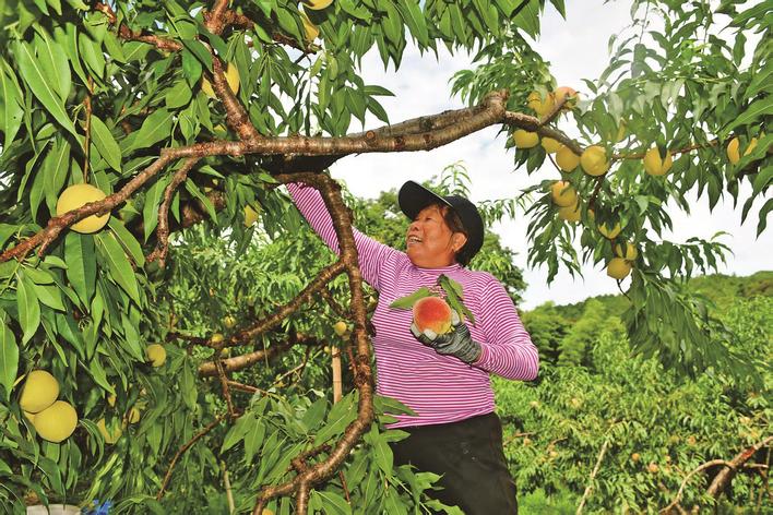 农旅融合，“金牌”黄桃畅流出山