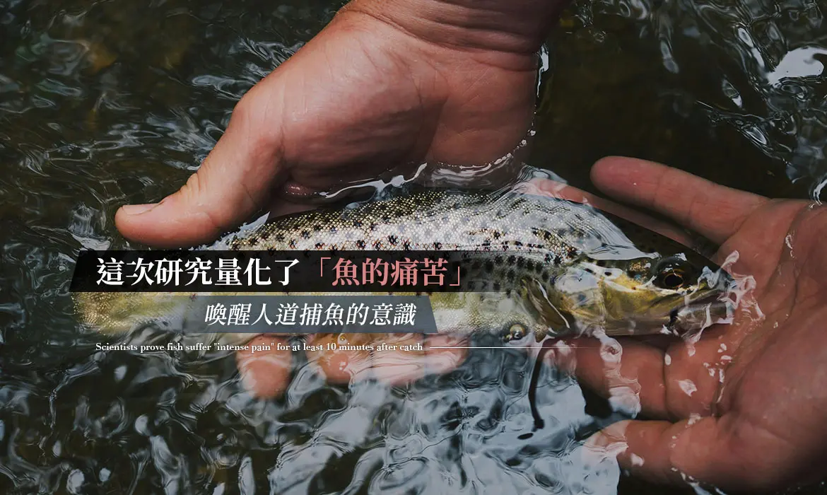 鱼被捕捞起来时，可能经历长达 20 几分钟的「极度痛苦」