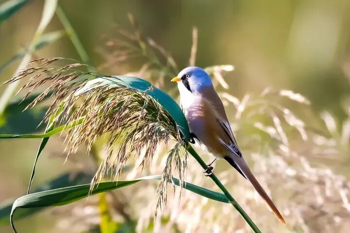 两种“神秘小鸟”现身芦苇丛，冰城湿地“芦苇鸟”大有来头！