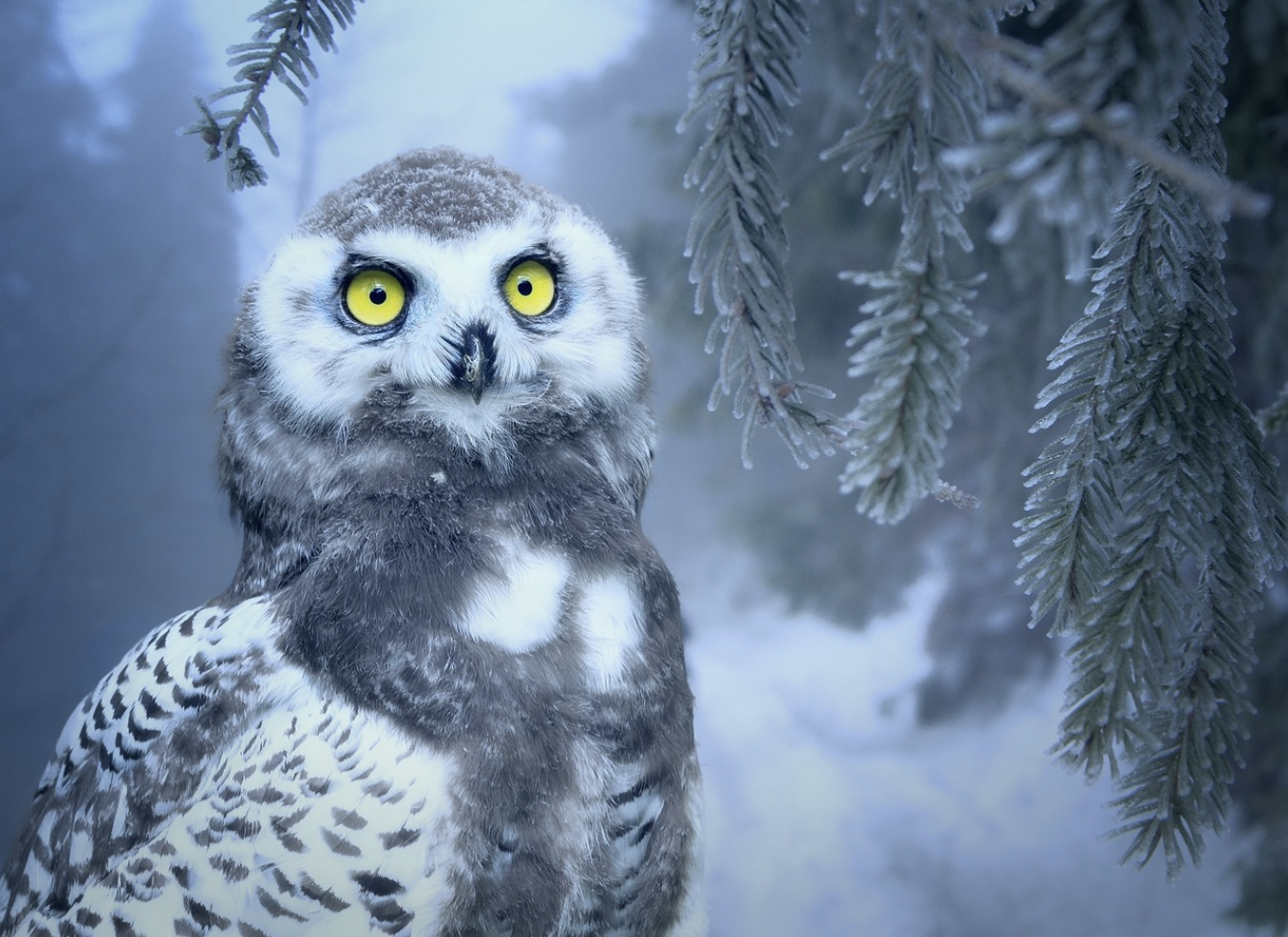 提效软件研发，AI Agent 好用吗？