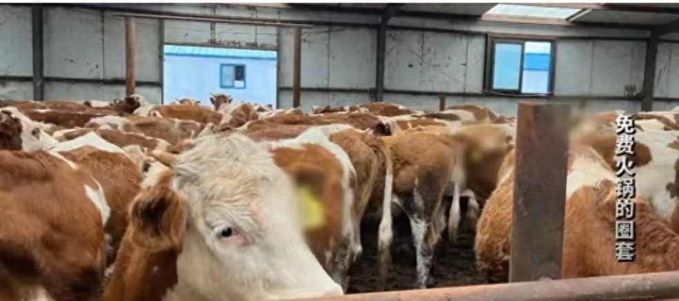 免费火锅套走爸妈4200万！这些“贴心人”的套路让人防不胜防