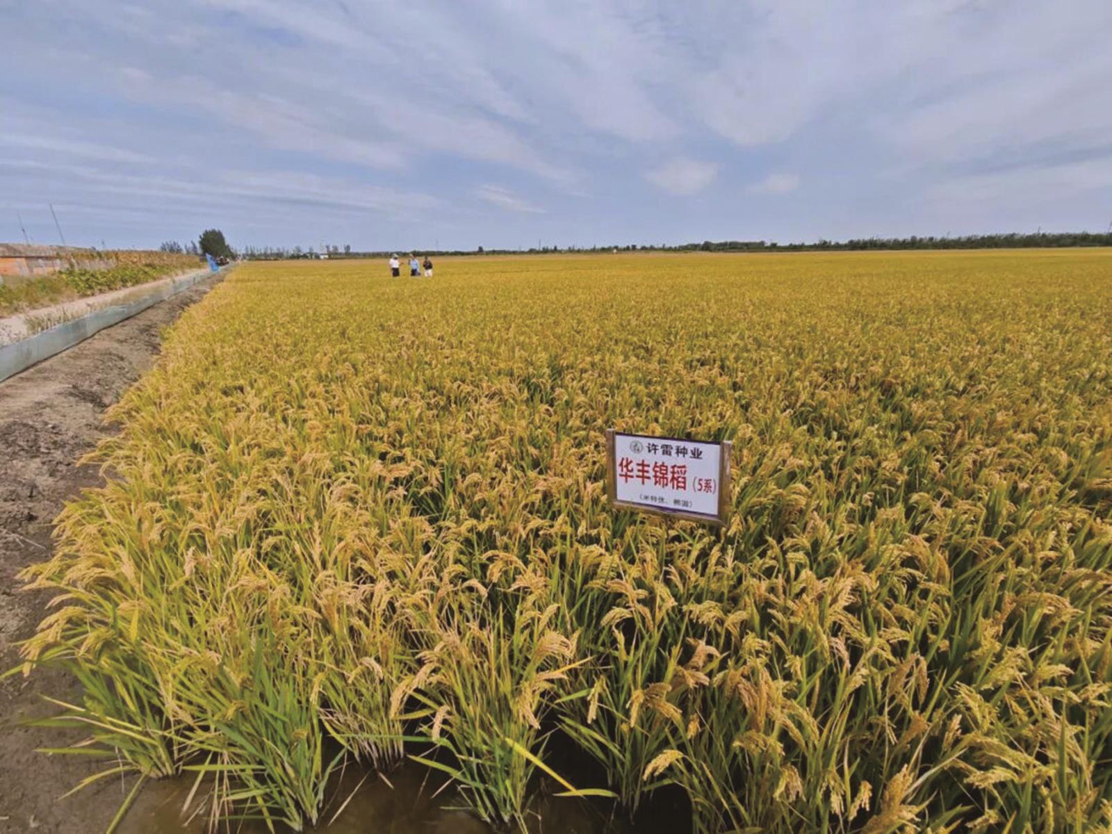 盘锦：又是一个丰收年