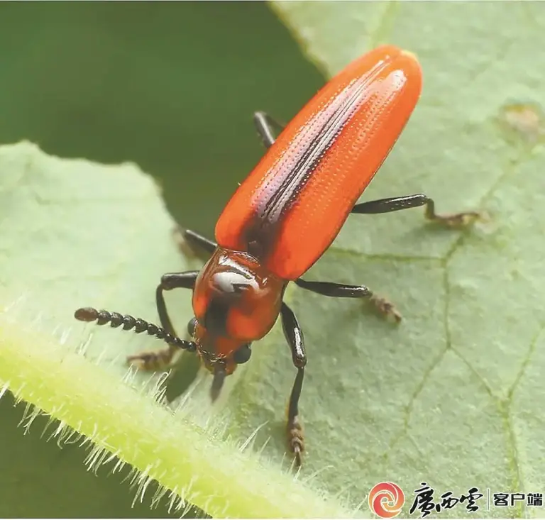 DNF：2025嘉年华“内鬼爆猛料”！5大核心内容爆出，狄瑞吉+TX自主开发