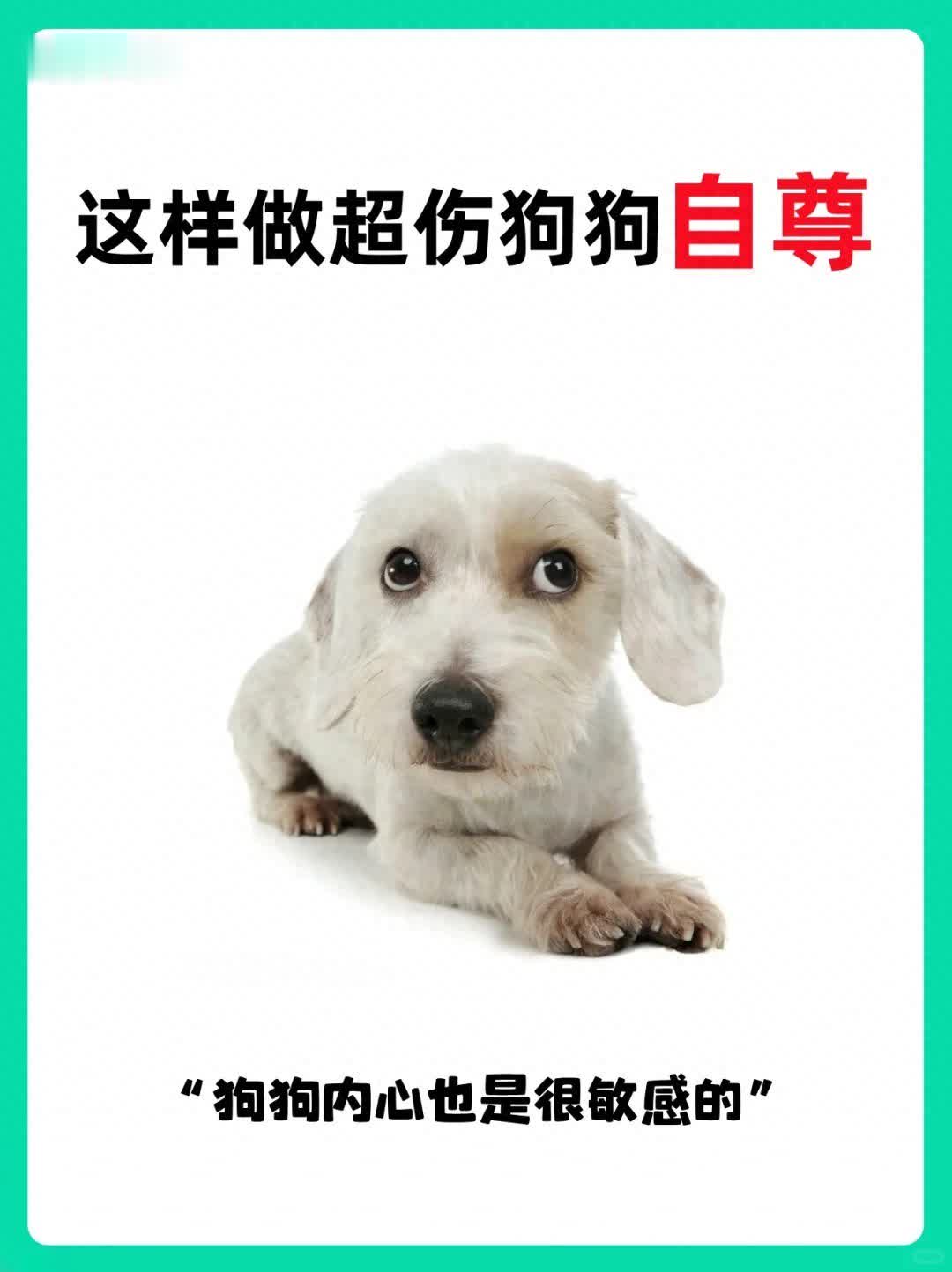 这4种行为，很伤狗狗自尊心！主人千万别做