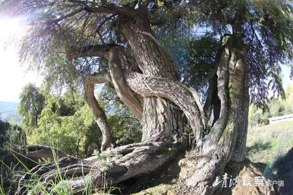 1400年树龄！青海两棵“古树王”都在这里
