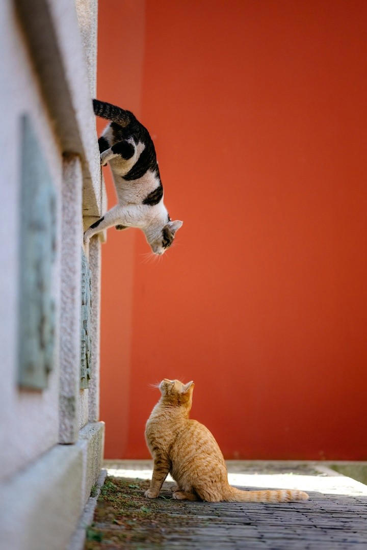 猫照大师速成记