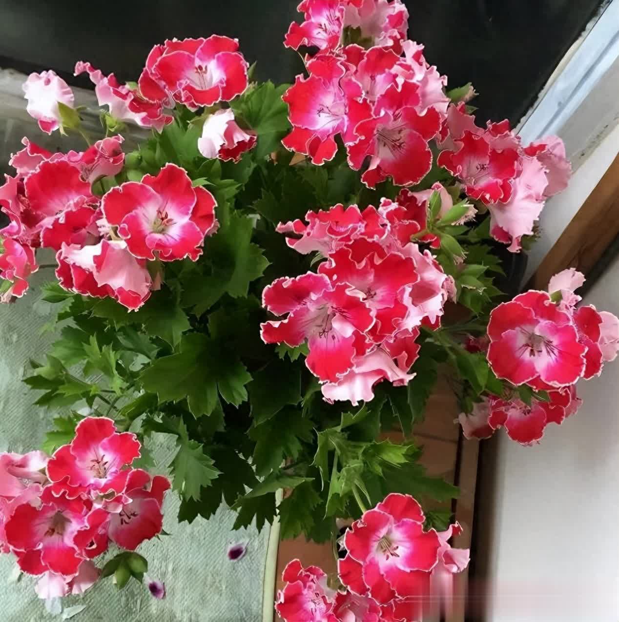 6种花养小不养老，长老黄叶烂根不开花，你家养过几种？