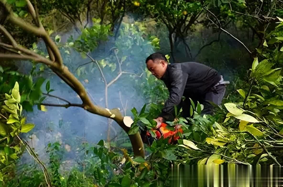 错把缺素当黄龙病，种植户误砍十亩果树！教你辨发黄原因