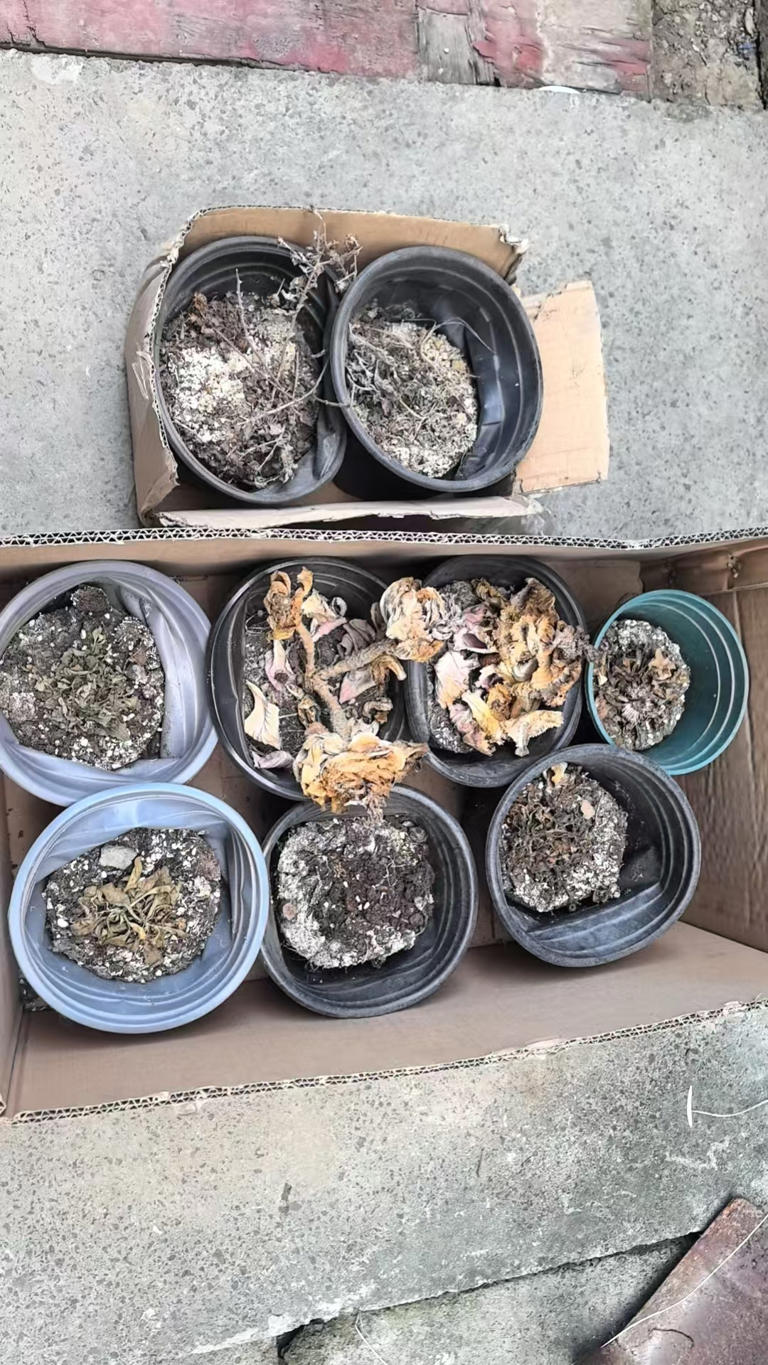 种植花卉枯死，浙江一排污厂被判赔105万元