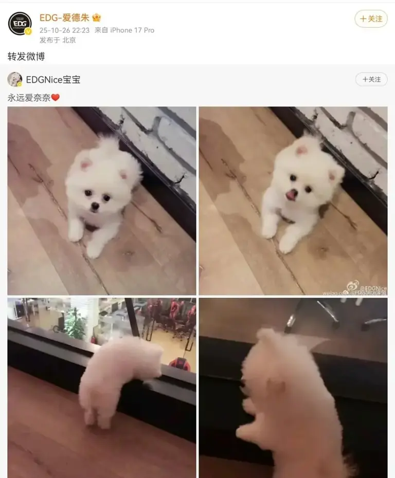 S15紧急更改半决赛，AL、T1拒绝背靠背，EDG团宠去世