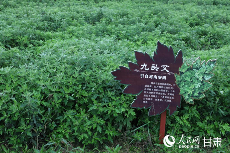 行进中国丨针灸康养，灵台有“道”