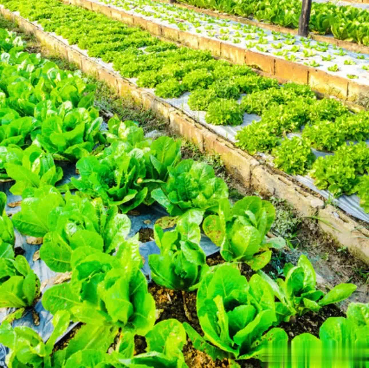 种菜党必看！蔬菜也有社交距离，留对空间产量翻倍不招虫