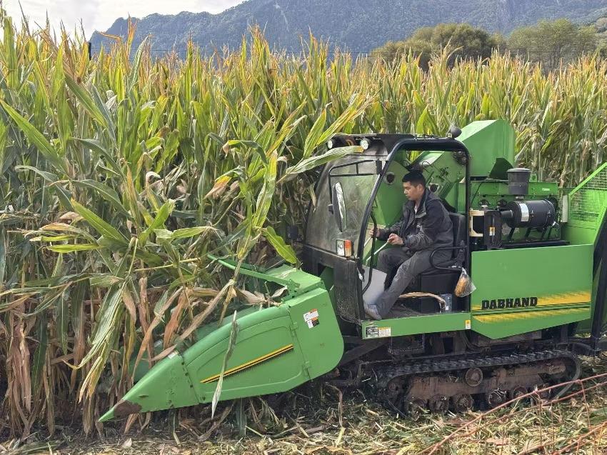 突破1400公斤！西南玉米单产新纪录诞生