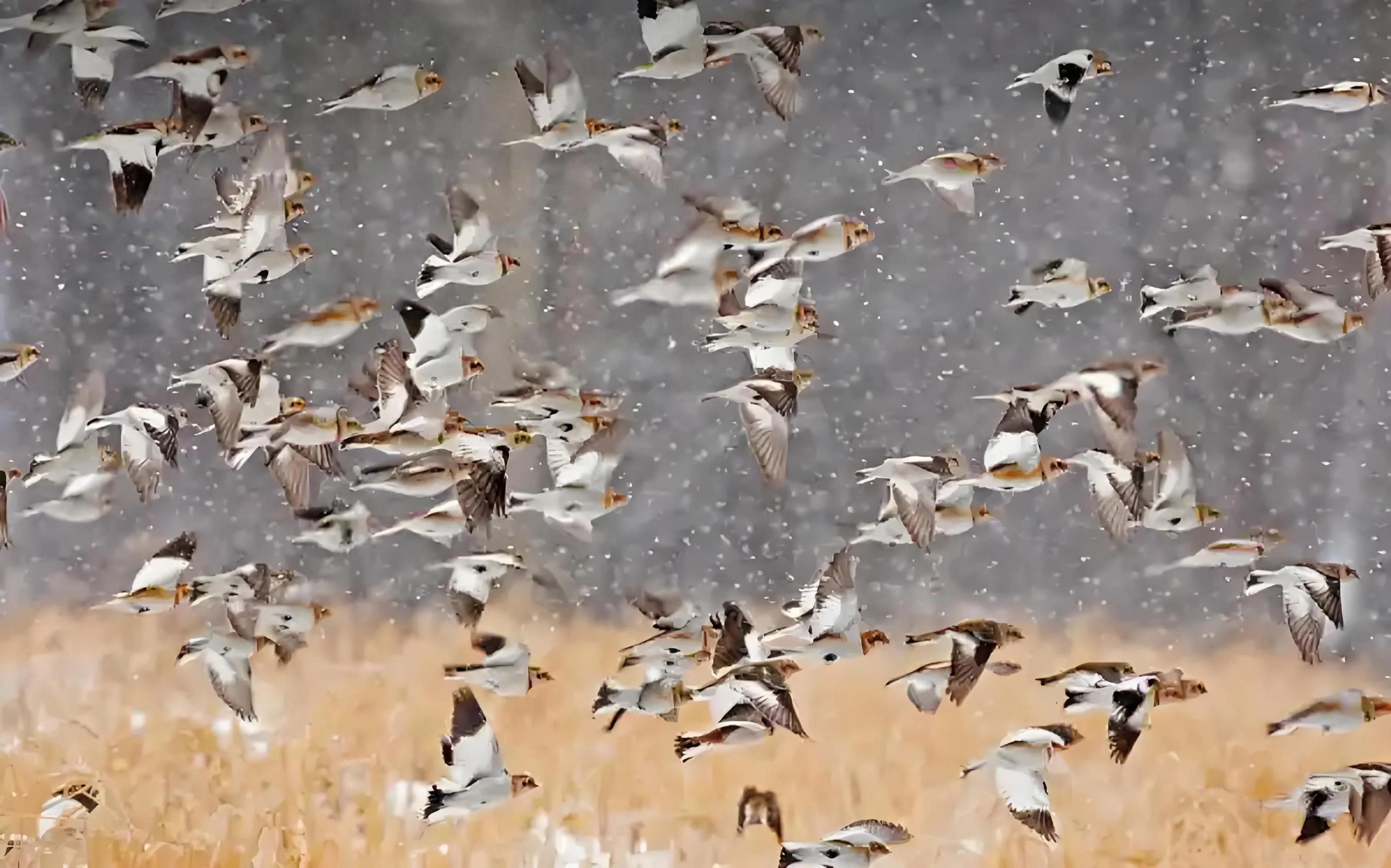 自然之美：雪鹀