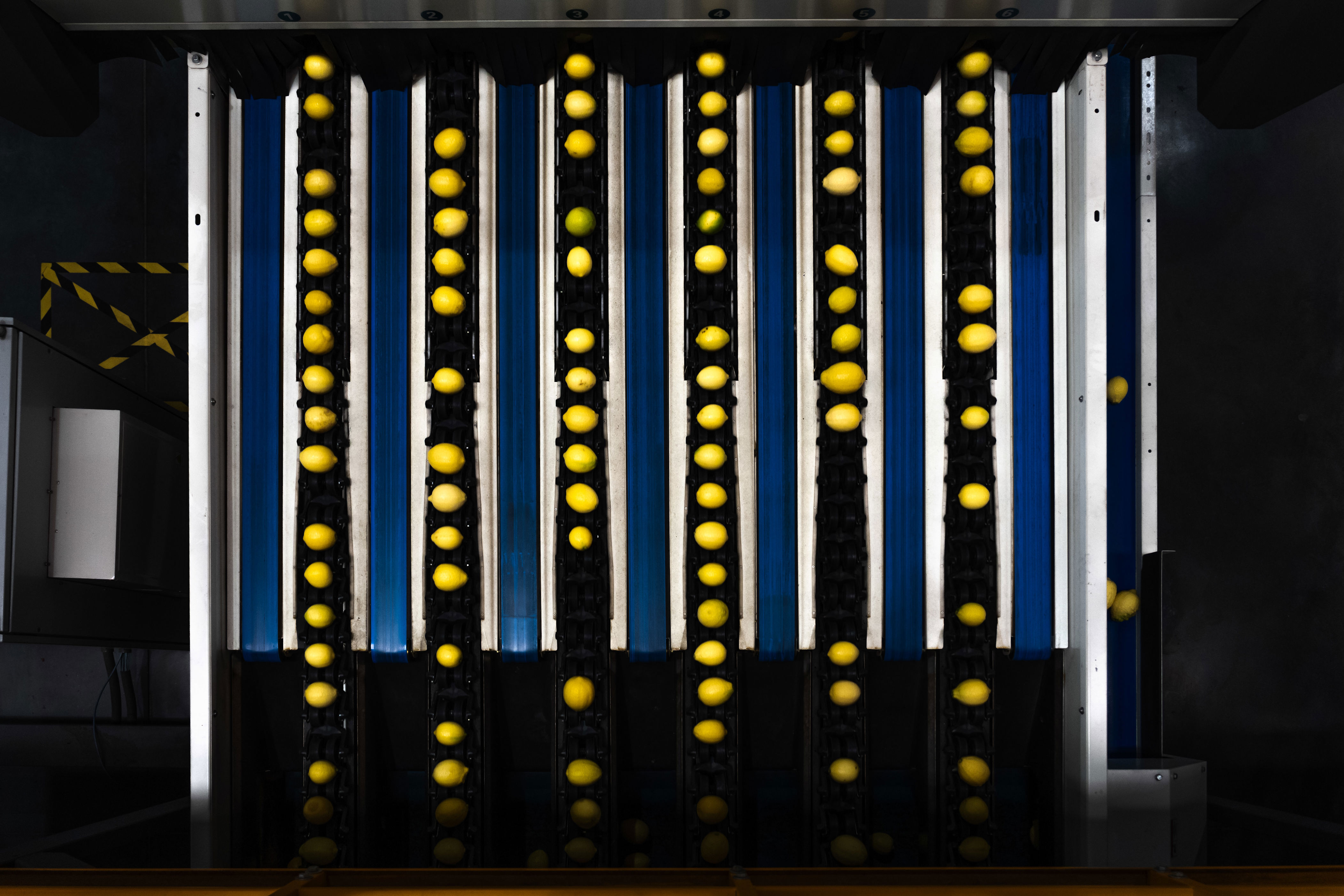 图片新闻｜潼南：柠檬产业链智慧升级