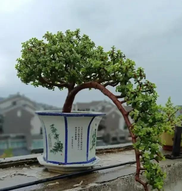 花费5年时间，把金枝玉叶做成“悬崖桩”，亲戚见了都想要！