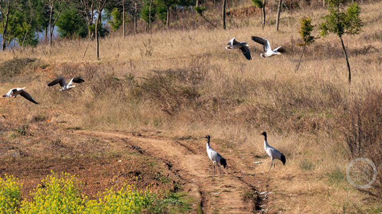 冬趣（221）｜上游主题摄影征稿作品展——王思杰作品