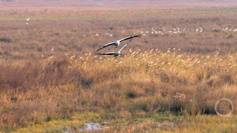 冬趣（221）｜上游主题摄影征稿作品展——王思杰作品