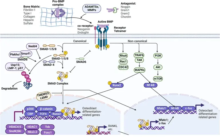 AbMole | Dorsomorphin (Compound C)：BMP/AMPK双通路抑制剂，为干细胞和肿瘤研究提供新视角