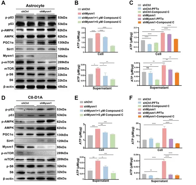 AbMole | Dorsomorphin (Compound C)：BMP/AMPK双通路抑制剂，为干细胞和肿瘤研究提供新视角