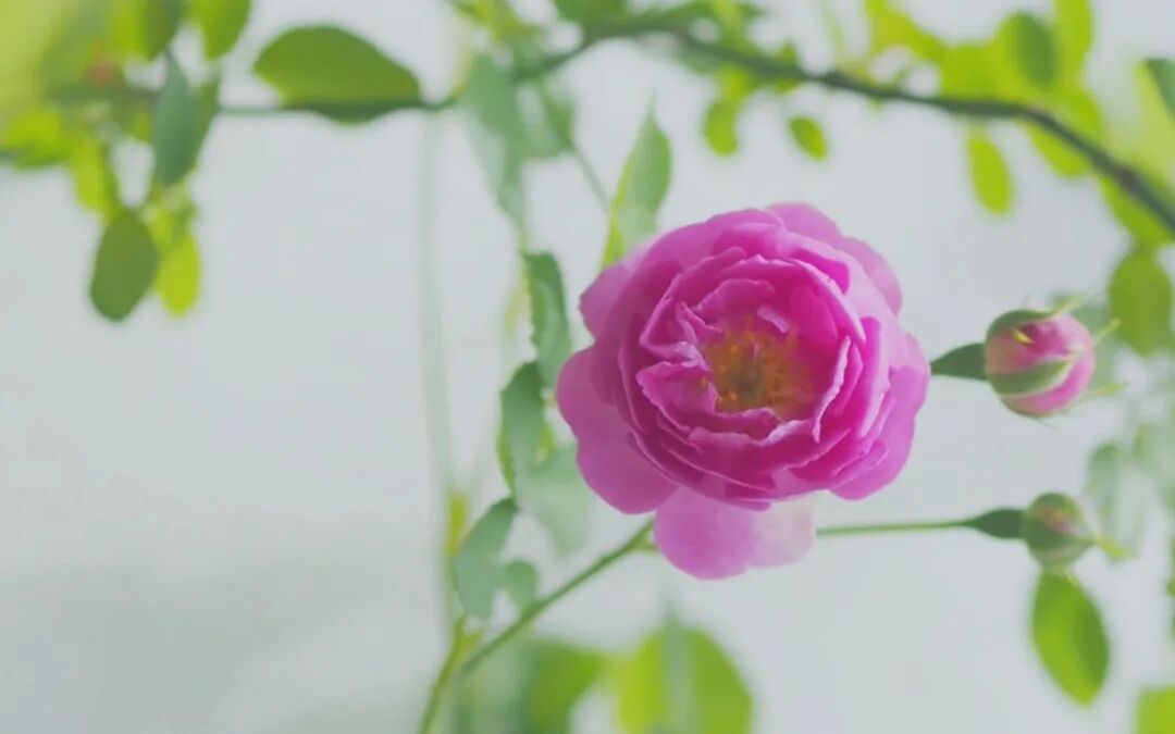 深爱一个男人，不必太主动，做好这2件事就行了