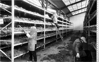 华亭：药香满山 幸福满怀