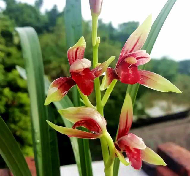 这种兰花至今无花能及，比鸡血还红，轻松碾压兰花界的皇后eoi 5959