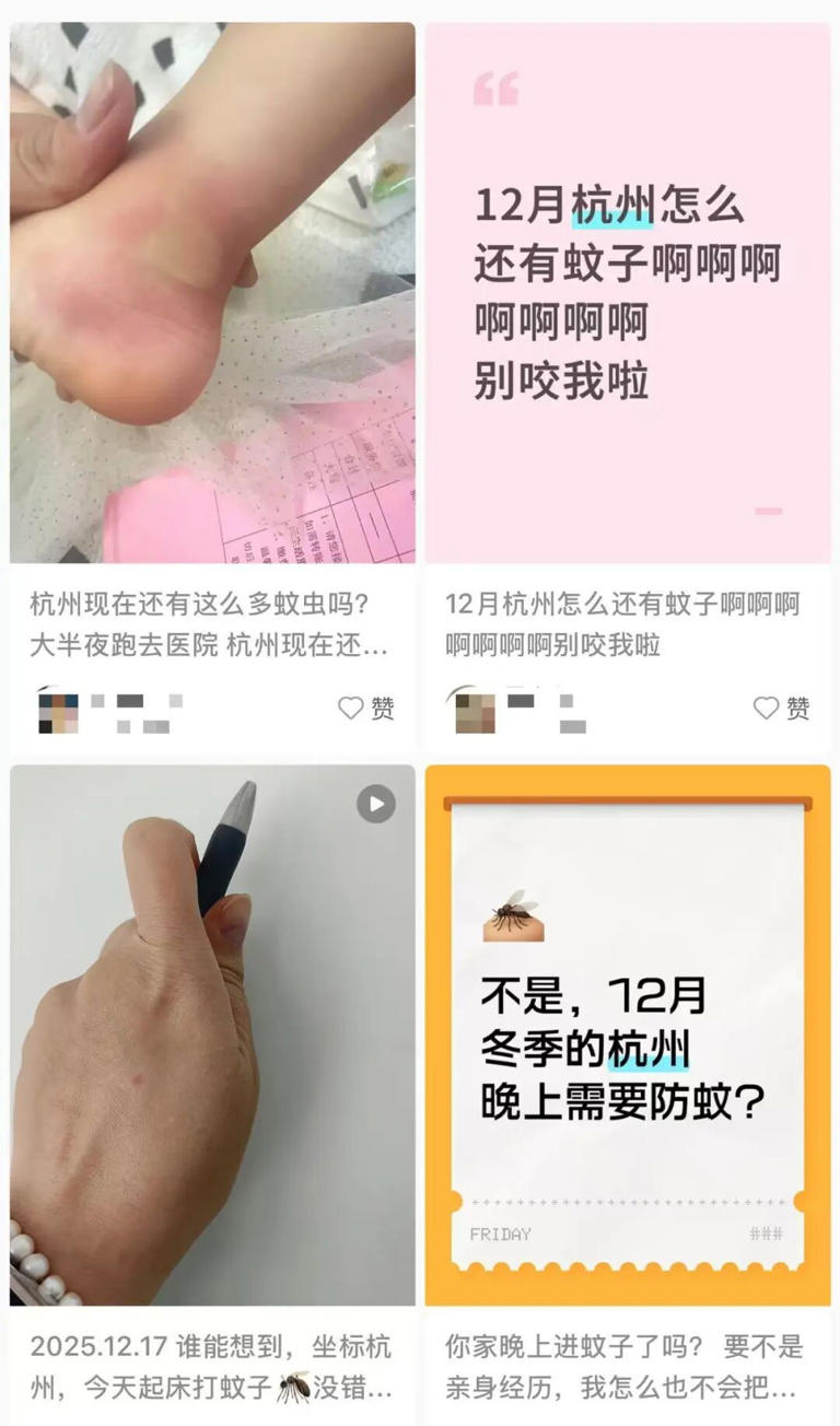 北京惊现雪地蚊子!杭州这两天也有，蚊子能抗寒了?